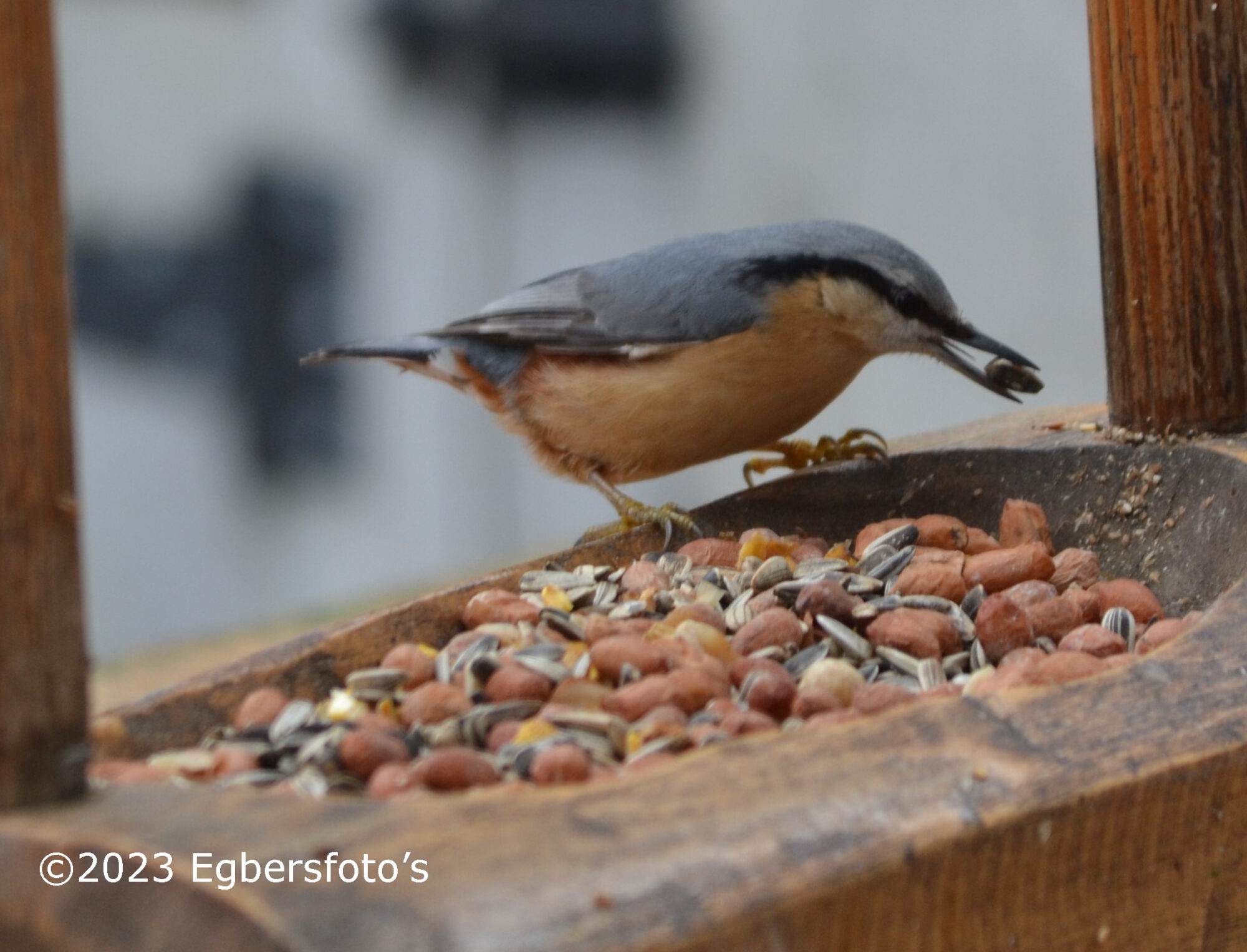 Vogels – Egbersfotos.nl